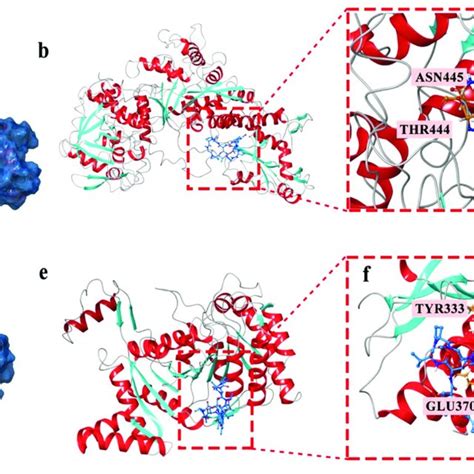 A C Actinomycin D Accommodated In Acna A Overview Of The Docked Download Scientific