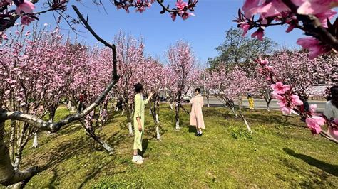春暖桃花开 一起走进在 桃花源里的城市”直播 旅游直播 百度直播