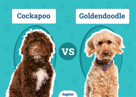 Cockapoo Vs Goldendoodle The Differences With Pictures Dogster