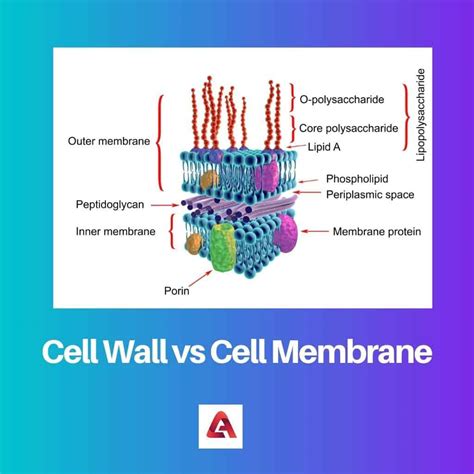 Paroi Cellulaire Vs Membrane Cellulaire Différence Et Comparaison