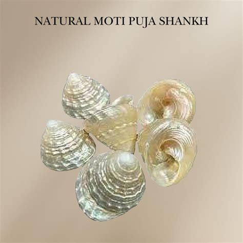 Moti Puja Shankh Sacred Conch Shell For Hindu Rituals And Worship Etsy