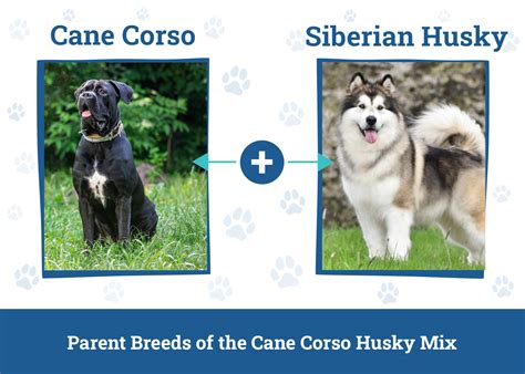 Cane Corso Husky Mix Info Pictures Care And More Dogster