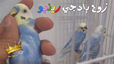 زوج بادجي رينبو فائق الجمال عصافير البادجي الرينبو Youtube