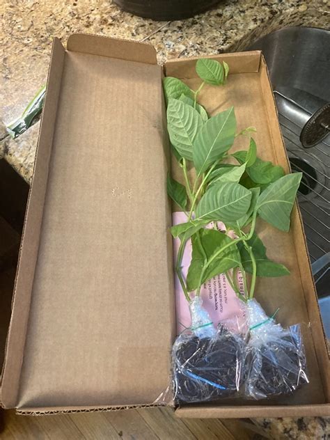 Giant Granadilla Passion Fruit Florida Plants Nursery