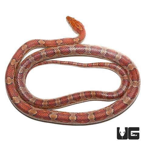 Corn Snake Adult