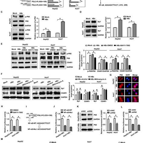 The Effect Of The Nf κb Pathway In Activating The Promoter Of The C5ar1