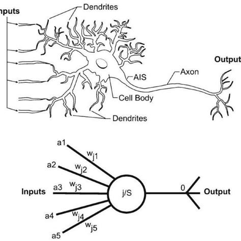 A Simplified Representation Of An Integrate And Fire‖ Neuron Cell And