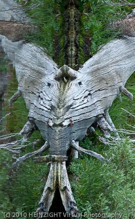 Tribe 4838 The Wood Nymph Yosemite Trail Etsy Canada Yosemite Trail Amazing Nature Photos