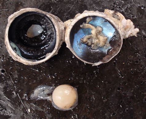 Cow Eye Dissection 1 Diagram Quizlet