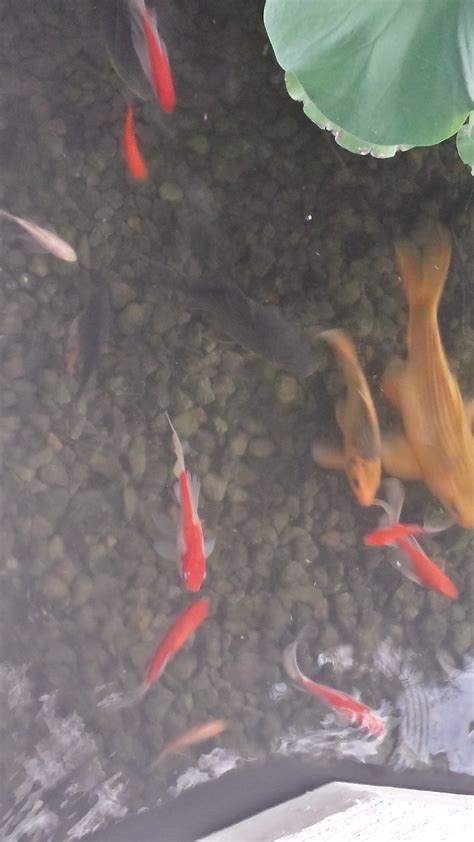 картинки рыба Кои Геологическое явление 1836x3264 5378 красивые картинки Pxhere