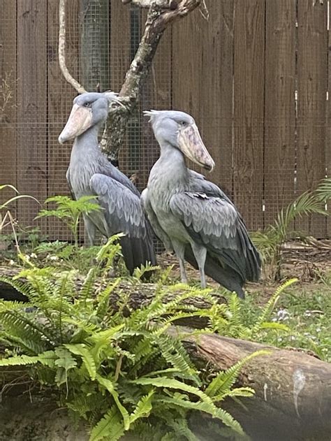 Is There A Way To Find Out What Zoos Have Shoebill Storks Rbirding