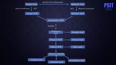 Acetate Melonate Pathway Pptx