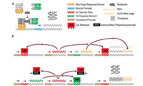 Gene Switch Structure At Matthew Blackburn Blog