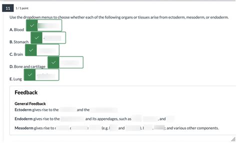 Endoderm Mesoderm Ectoderm Specifics Diagram Quizlet