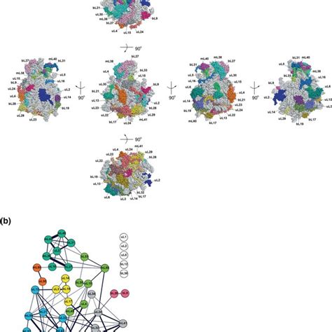 Assembly Of The Mitoribosome 54s And 37s Subunits Were Assessed From Download Scientific