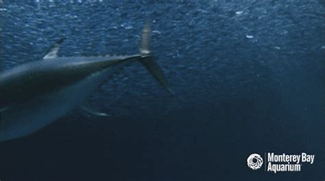 Bluefin Tuna S Find And Share On Giphy