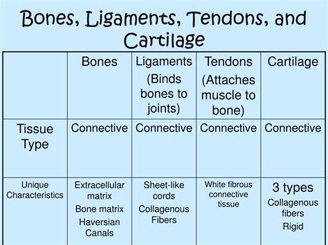 Ppt Skeletal System Powerpoint Presentation Free Download Id 8675436