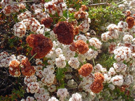 Mother Natures Backyard A Water Wise Garden Plant Of The Month
