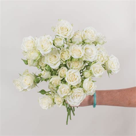 Spray Roses Bulk Fresh Spray Roses Online Flower Moxie