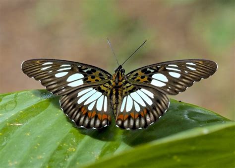 Green False Wanderer Pseudacraea Semire