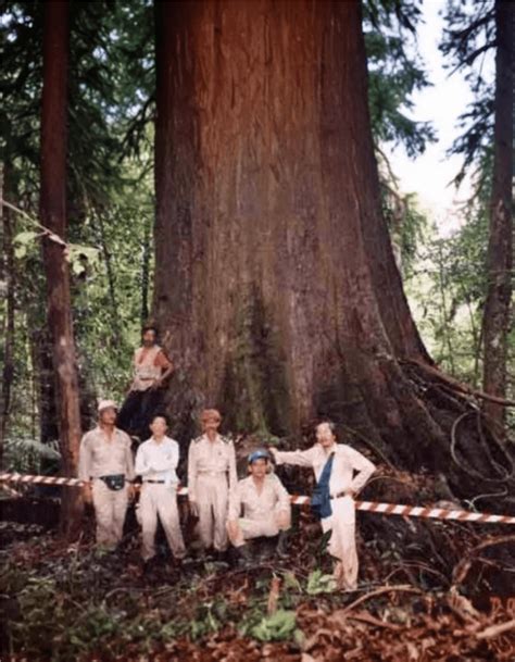 Cengal Besar Khazanah Alam Terengganu Yang Mengagumkan Discovery Terengganu