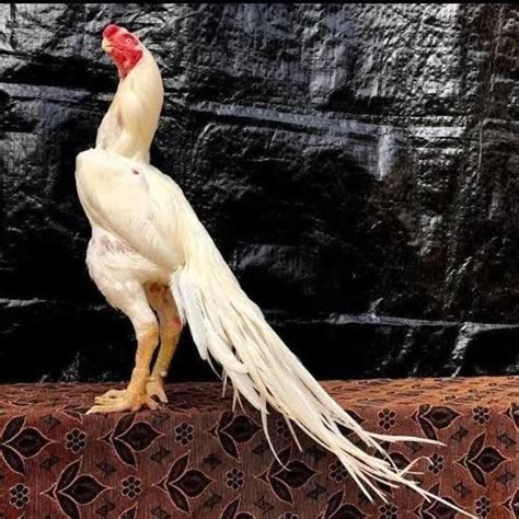 Sufyan03 Sufyankarnataka03 On Threads