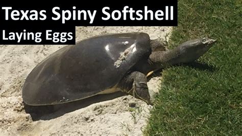 Spiny Softshell Turtle Eggs