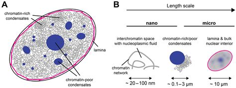 Cell Nucleus Picture