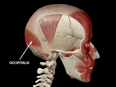Learn Muscle Anatomy Occipitofrontalis