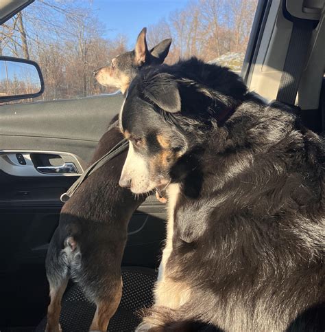 Right After My Chi Tooted…my Border Collie Mix Was Perplexed 😂 R Chihuahua