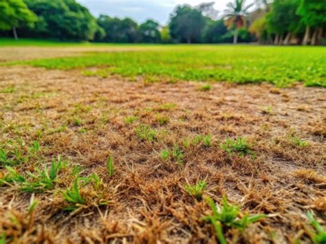 Drought Stressed Lawn Identifying And Addressing Brown Patches For