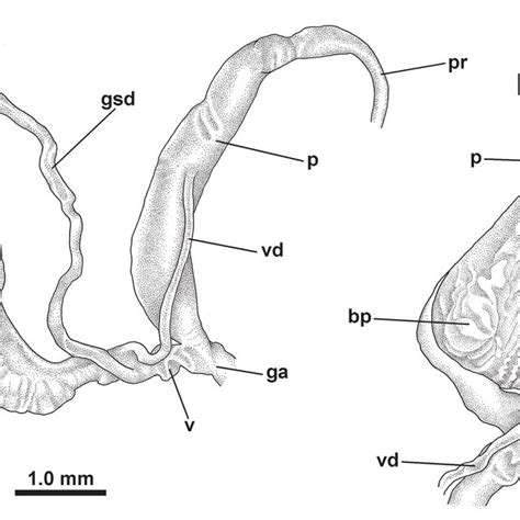The Plant With Its Distinctive Fusiform Fleshy Roots Photograph Adam