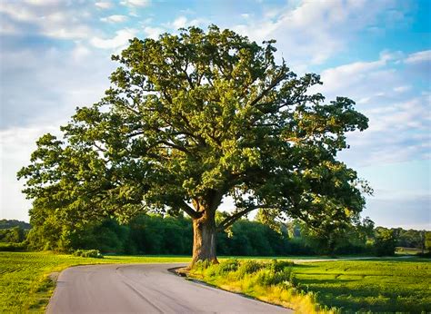 Bur Oak Tree For Sale Online The Tree Center