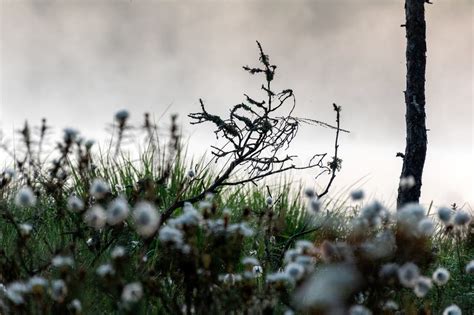 Cotton Grass Is A Genus Of Sedges They Are Common In Northern