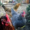 Rhode Island Red Week Three Root Simple