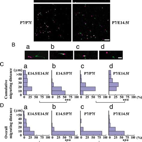 Migration Of Interneurons On Isochronic And Heterochronic Cortical
