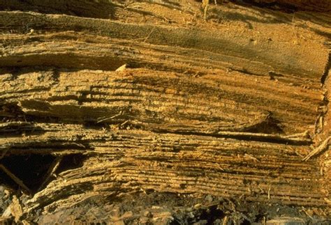 Laminated Root Rot Alchetron The Free Social Encyclopedia