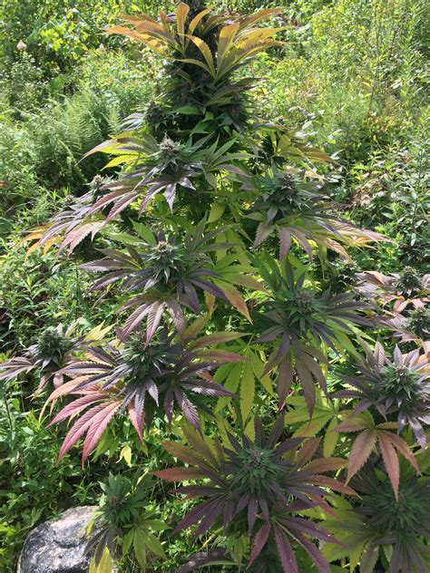 American Common Juniper Care Growing Guide Artofit