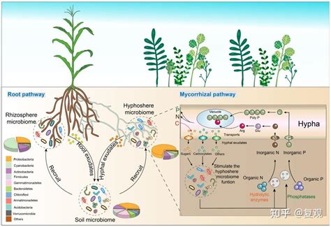 根际微生物和根际土壤微生物区别？ 知乎
