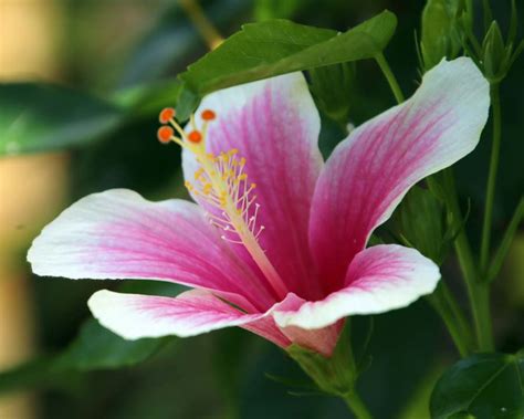 Hibiscus Rosa Sinensis Arizona
