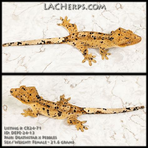 Cr24 71 Deathstar X Pebbles Female Lac Herps