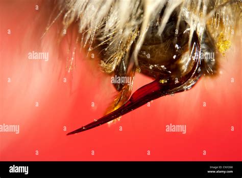 Bumble Bee Bombus Terrestris Oder Bombus Lucorum Sting Germany