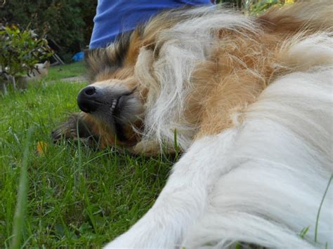 Dobby The Lazy By Atsuroki On Deviantart