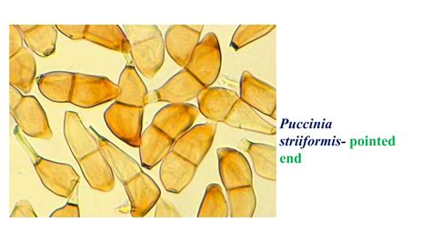 Fungi Classification Plant Pathologypptx