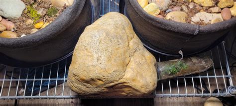 A Yellow Jasper Boulder Found Near The Clackamas River Oregon R