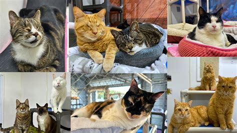 Simons Cat Kitten Origins Part 1 Kitten Surprise When The Cat Distribution System Finds