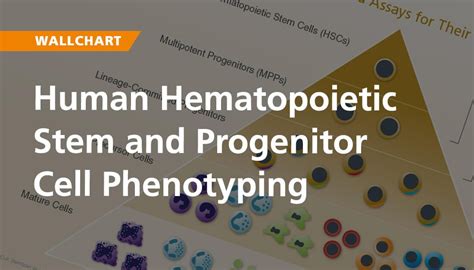 Wallchart Request Human Hematopoietic Stem And Progenitor Cell Phenotyping