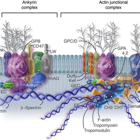 The Skeleton Structure And Membrane Protein Distribution Of Download Scientific Diagram