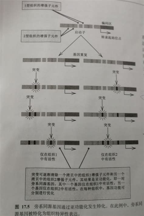 直系同源基因（orthologous Gene）和旁系同源基因（paralogous Gene） Csdn博客