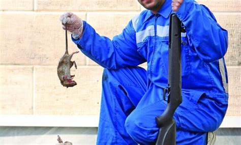 تهران؛ شهر موش‌ها عضو شورای شهر محله‌ای نرفتم که مردم از موش گلایه